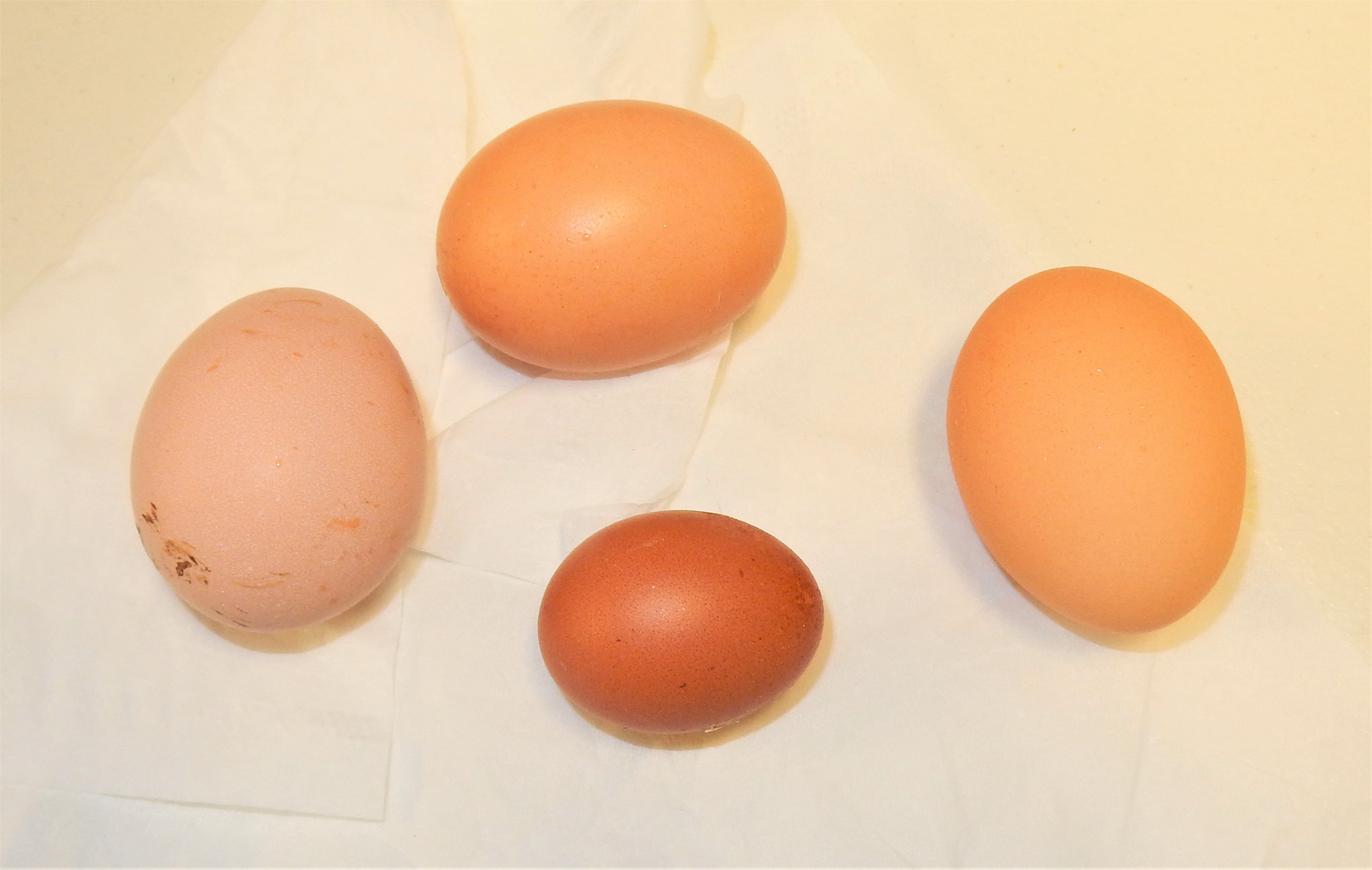 Lessons From the Flock – Eggs – Gene Linzey